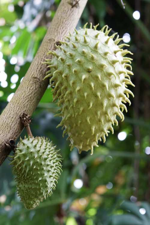 Le corossol agit sur la digestion et les problèmes digestifs